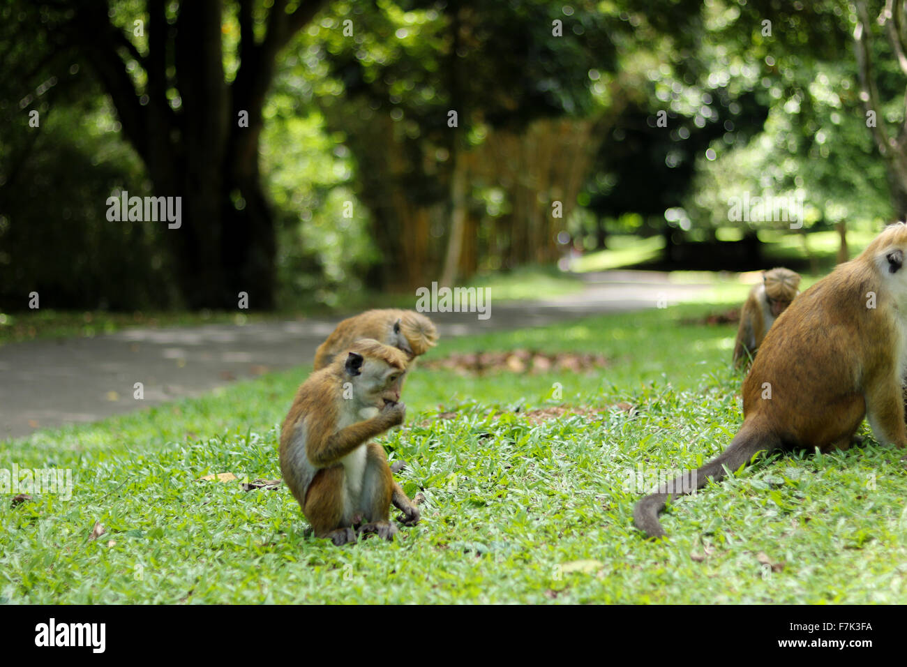 Monkeys, Sri Lanka Stock Photo - Alamy