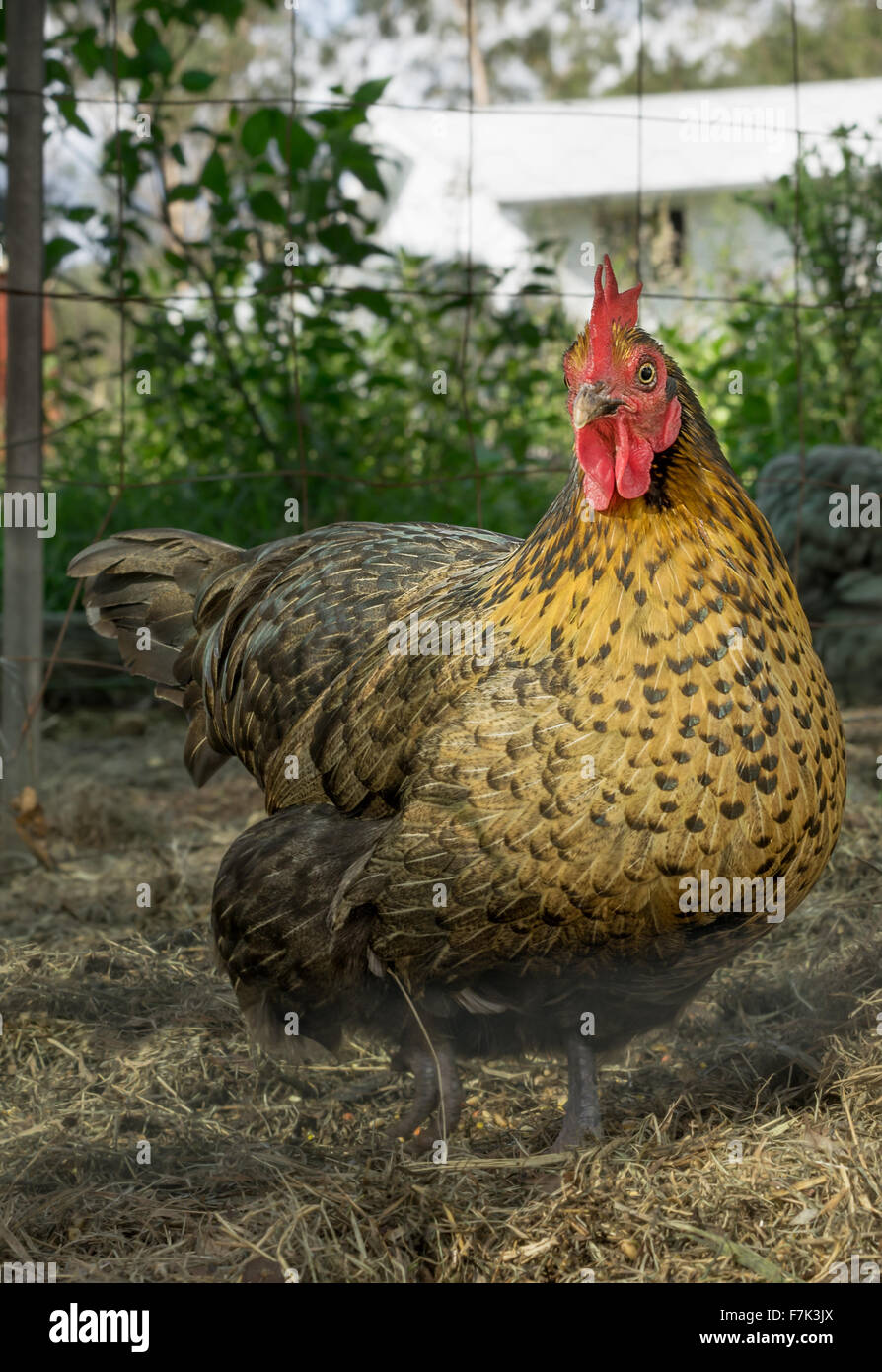 Farm raised chicken hi-res stock photography and images - Alamy