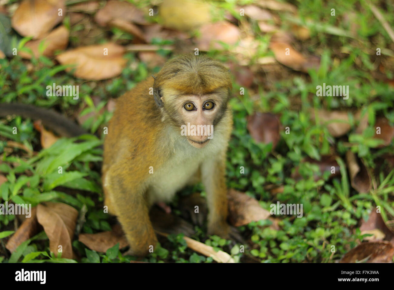 Monkeys, Sri Lanka Stock Photo - Alamy