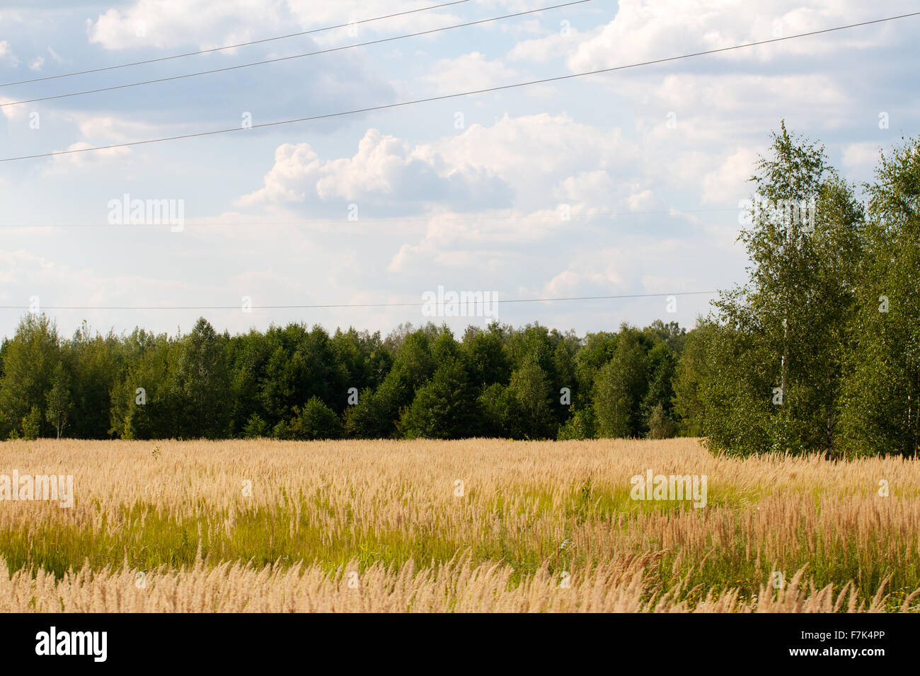 grass valley in forest during summer Stock Photo - Alamy
