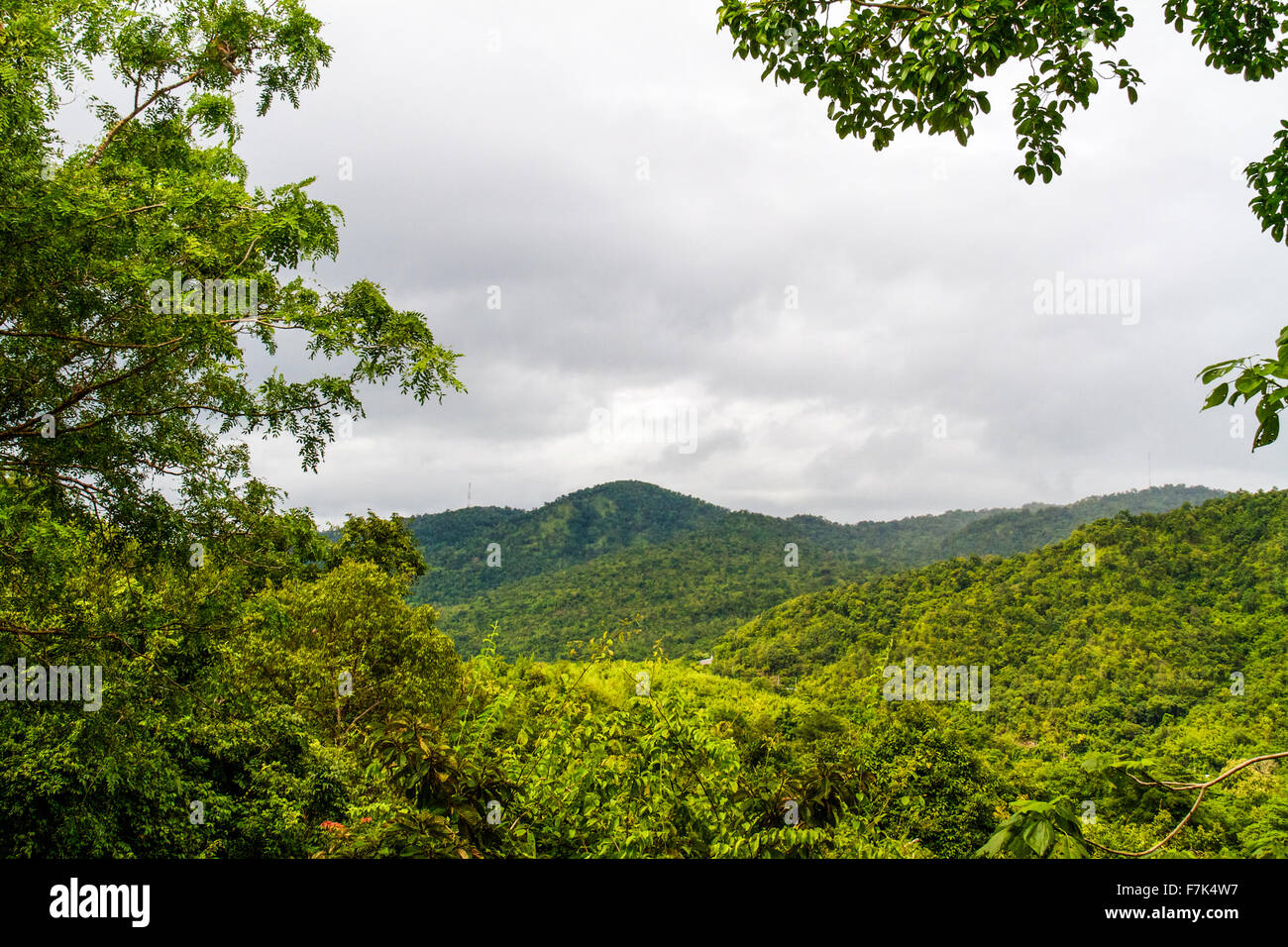 Beautiful rain forest Stock Photo - Alamy