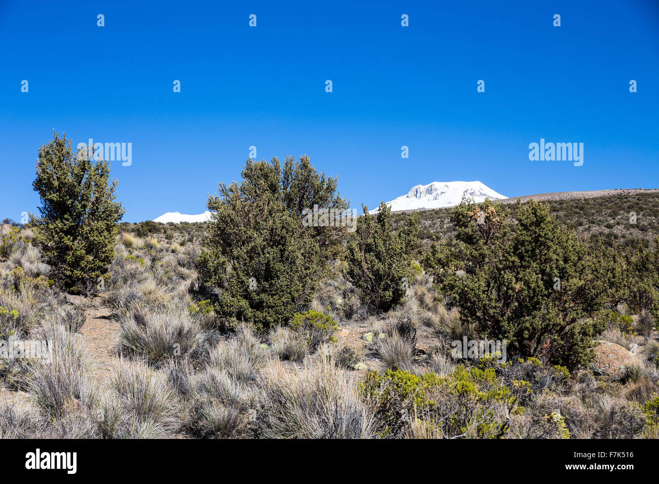 Polylepis tarapacana andes hi-res stock photography and images - Alamy