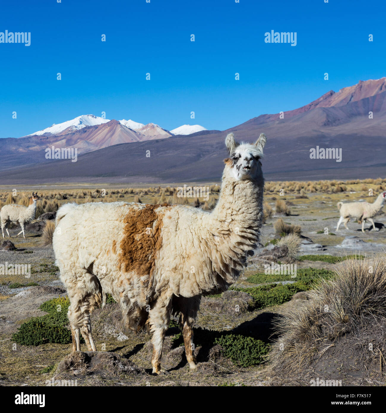 The Andean landscape with herd of llamas, with the Parinacota volcano ...
