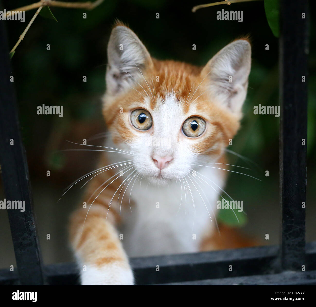 Round eyes hi-res stock photography and images - Alamy