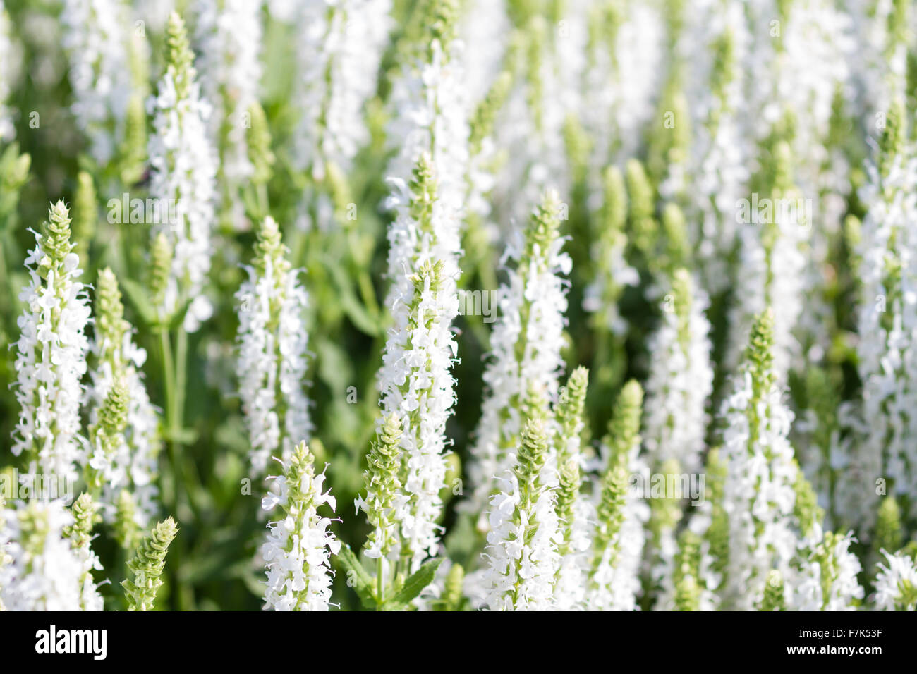 Woodland Sage Salvia Nemorosa Stock Photos & Woodland Sage Salvia ...