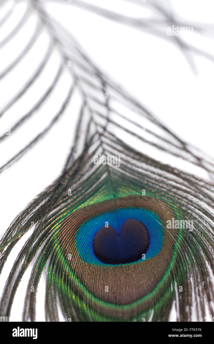 Peacock feather isolated on white background Stock Photo - Alamy