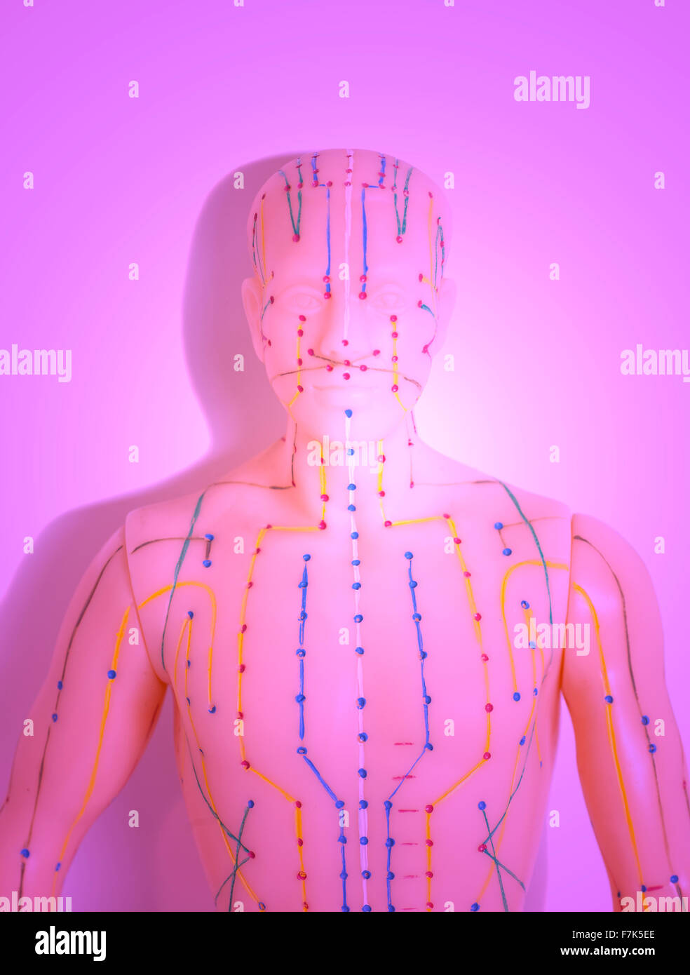 Acupuncture model human body hi-res stock photography and images - Alamy