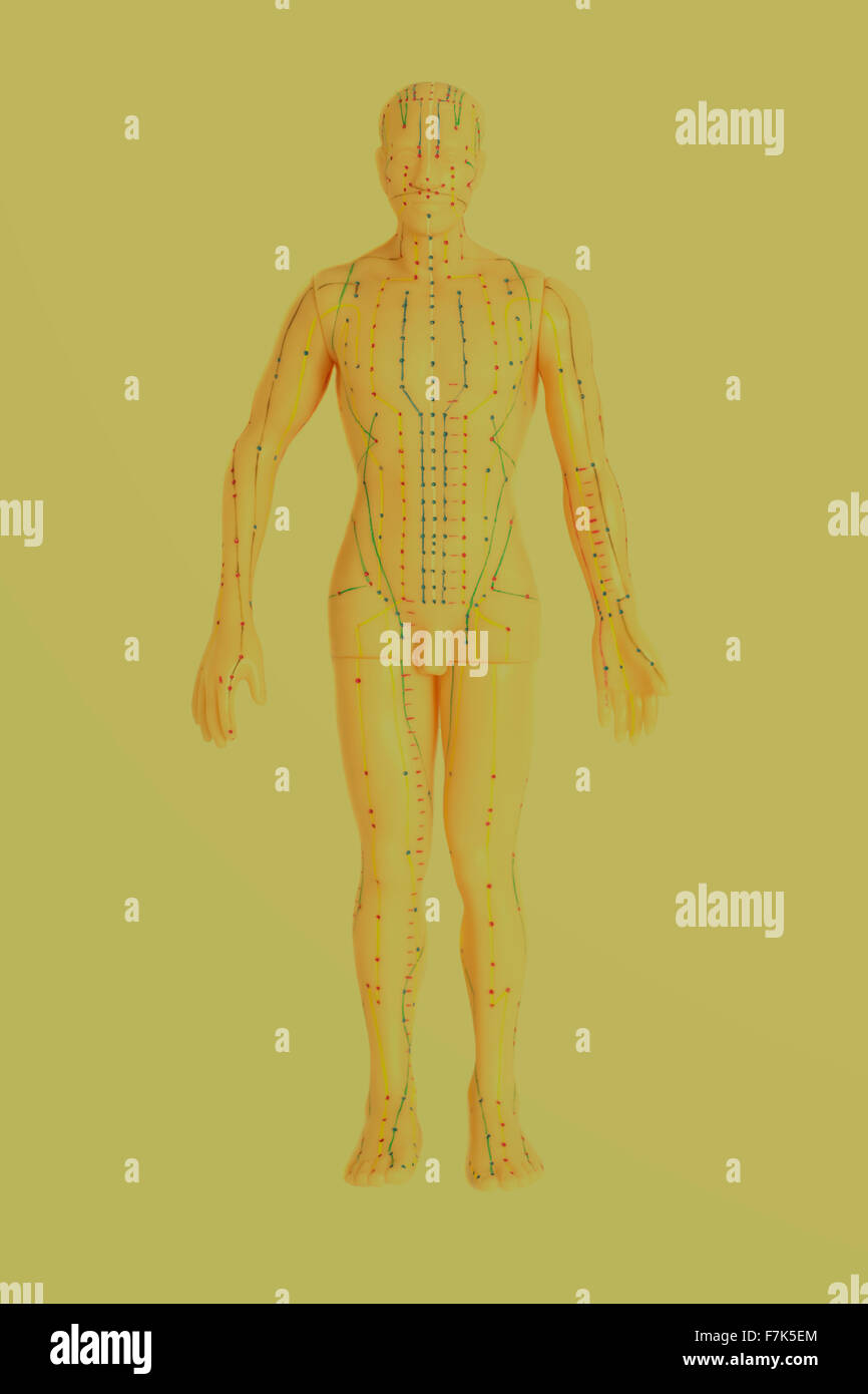 Medical acupuncture model of human Stock Photo - Alamy