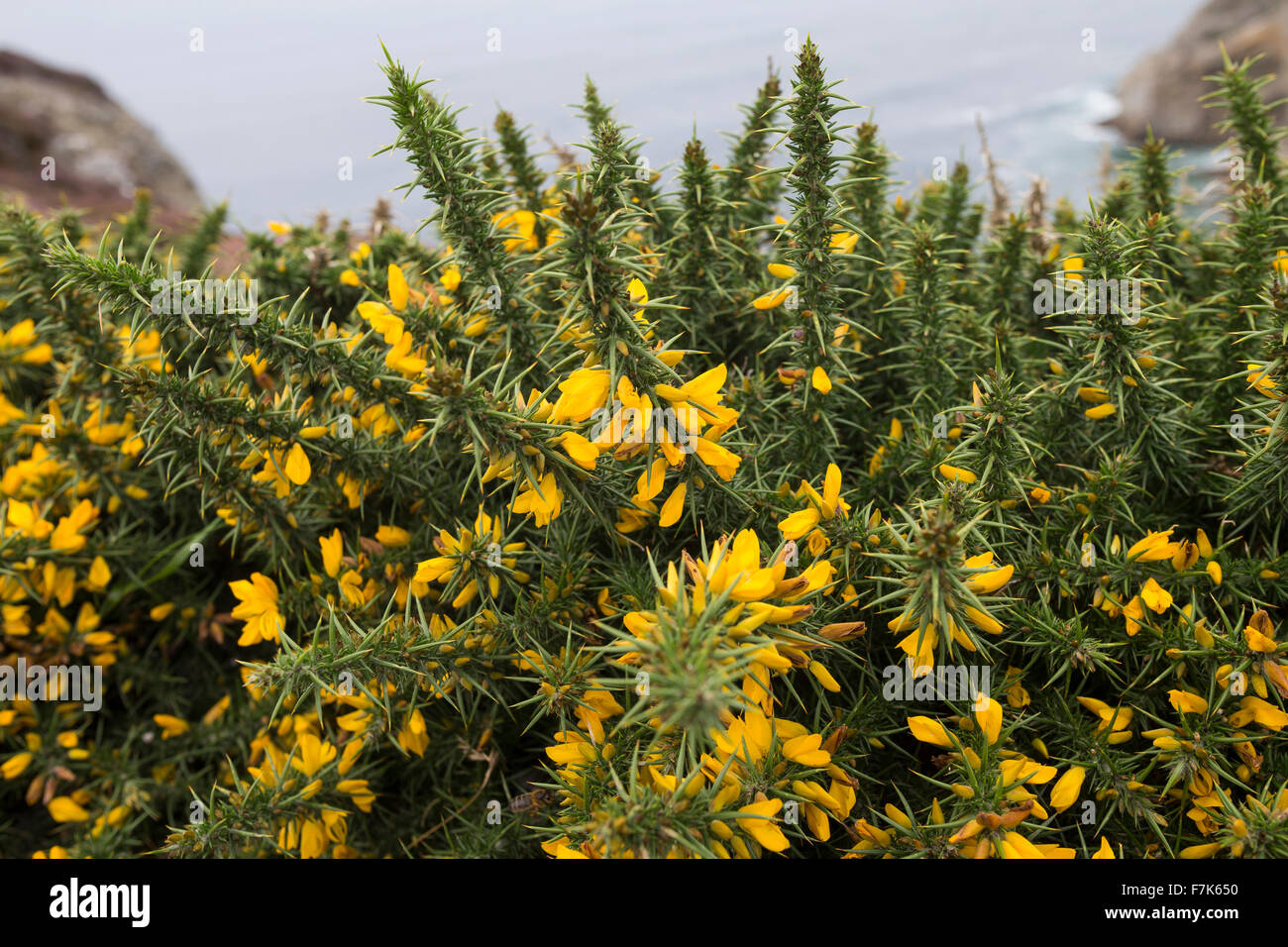 Western Gorse, Dwarf Furze, Gallischer Stechginster, Westlicher ...