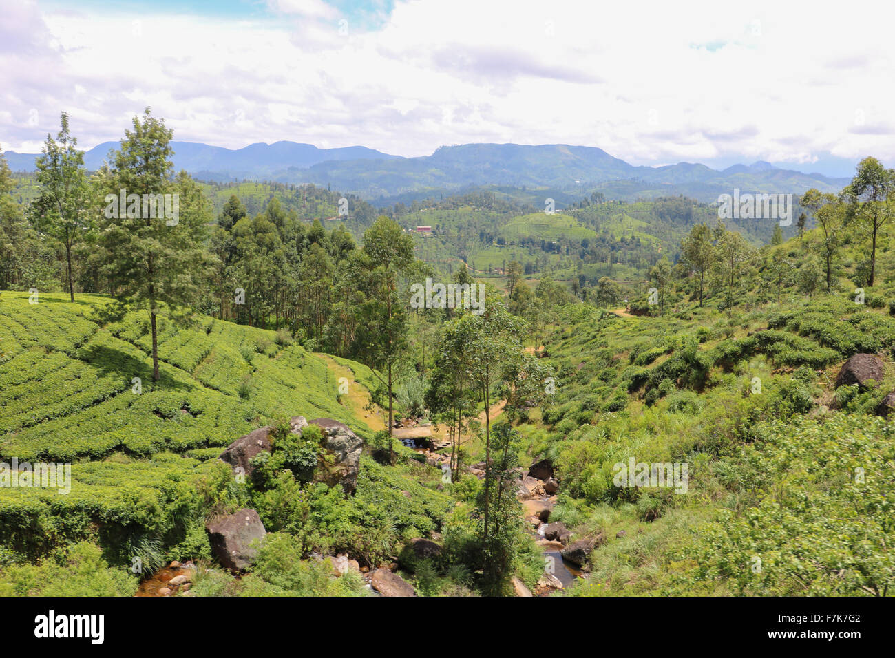 Tea plantation in galle sri lanka hi-res stock photography and images ...