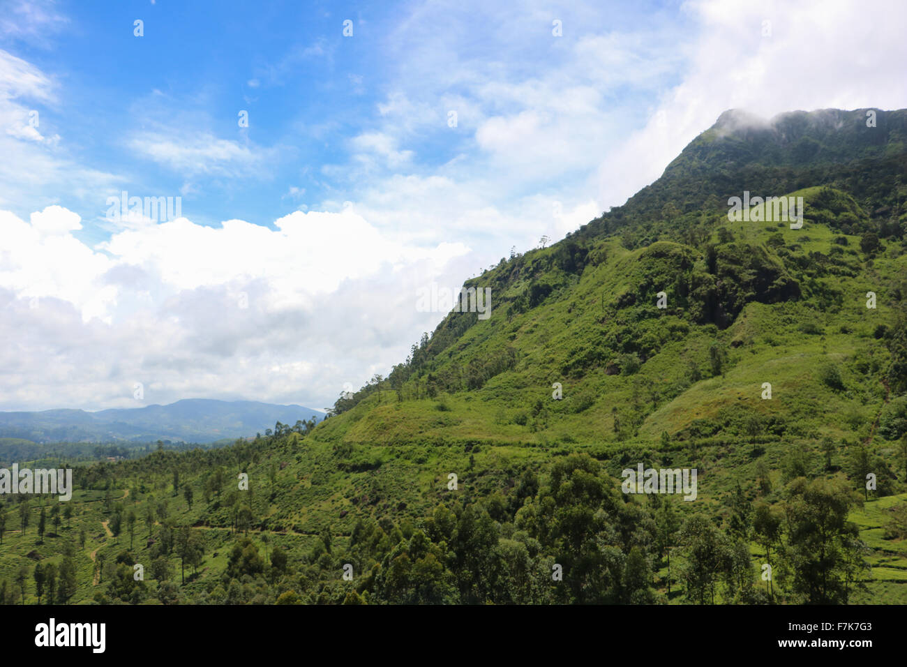 Tea plantation in galle sri lanka hi-res stock photography and images ...