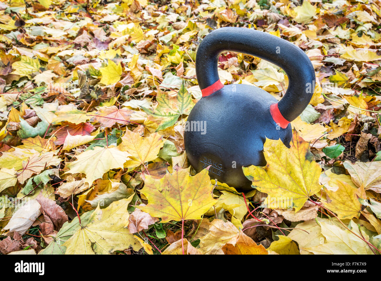 heavy exercise kettlebell in maple leaves - outdoor fitness concept ...