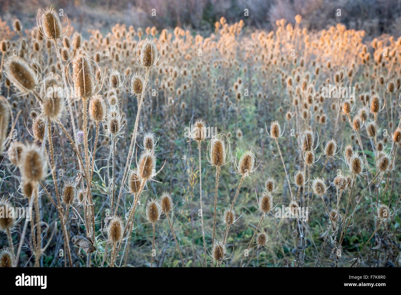 dry thistle field at sunset - a fall landscape with a selective focus ...