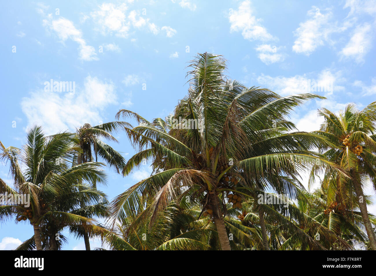 Palm Trees, Sri Lanka Stock Photo - Alamy