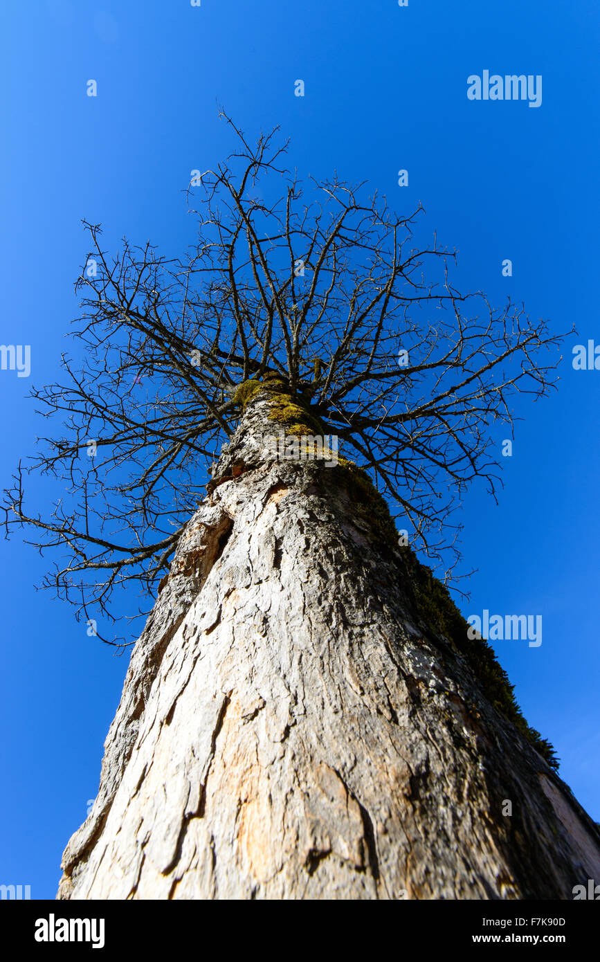 Ahornbaum | Acer Stock Photo - Alamy