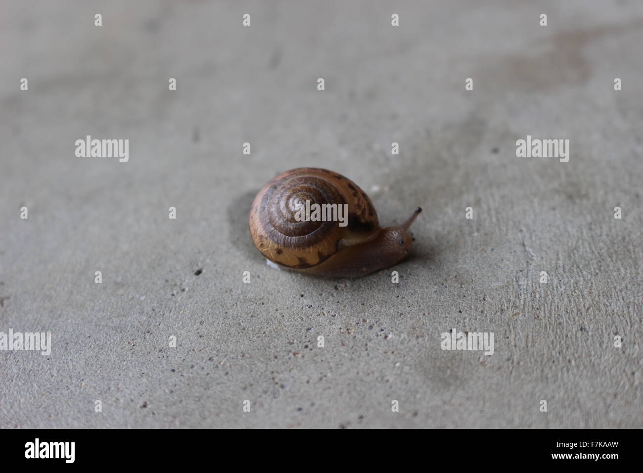 Small snail on concrete Stock Photo - Alamy