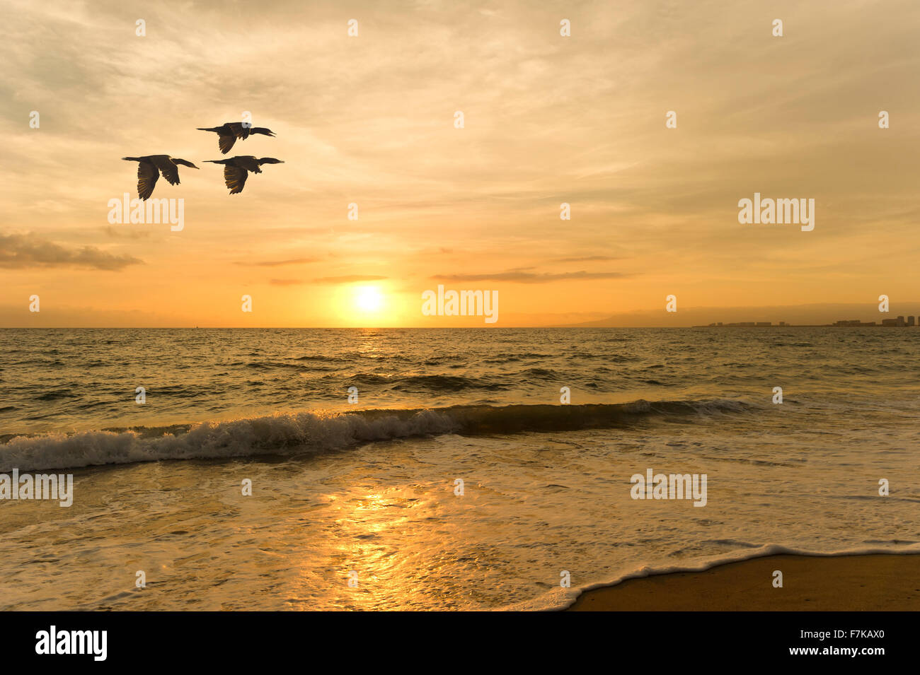 Three Flying Birds Silhouette