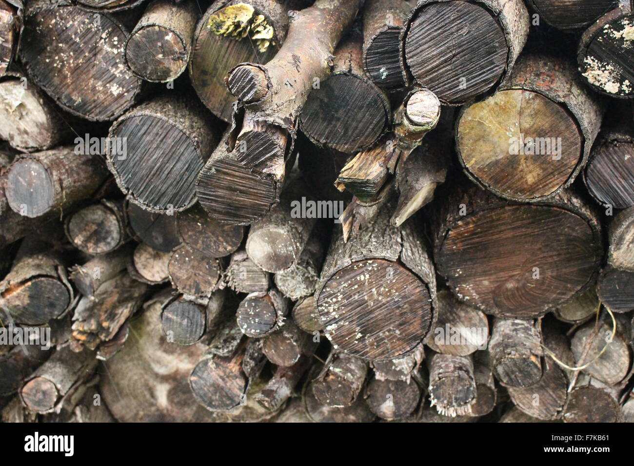 Wet wood log hi-res stock photography and images - Alamy