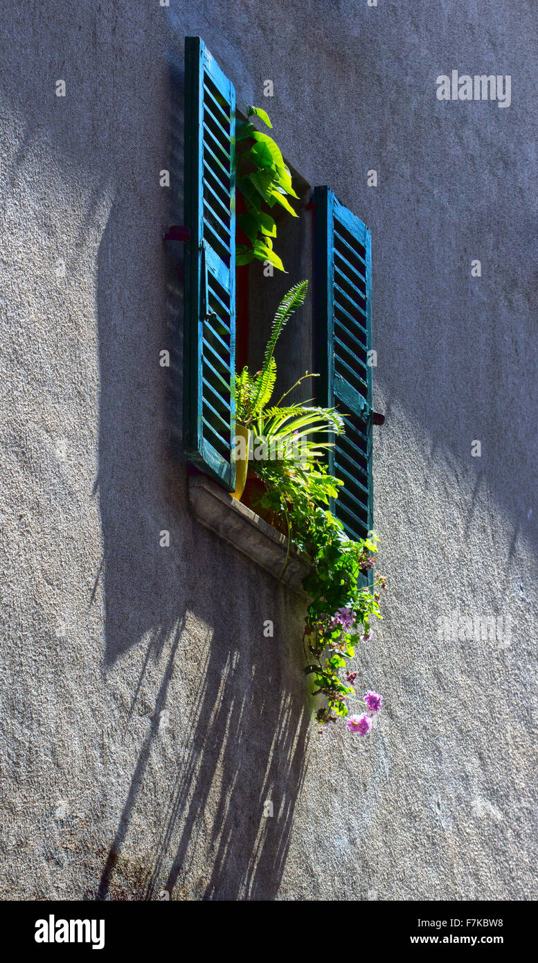 window in shadow and light with green flowers Stock Photo - Alamy
