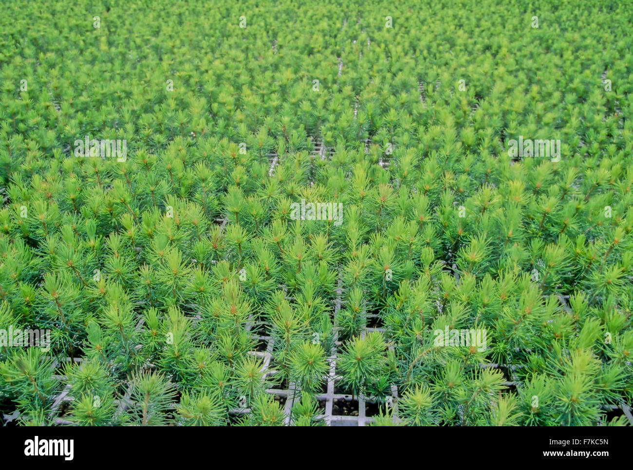 Reforestation seedling growing facility, Telkwa, British Columbia Stock ...