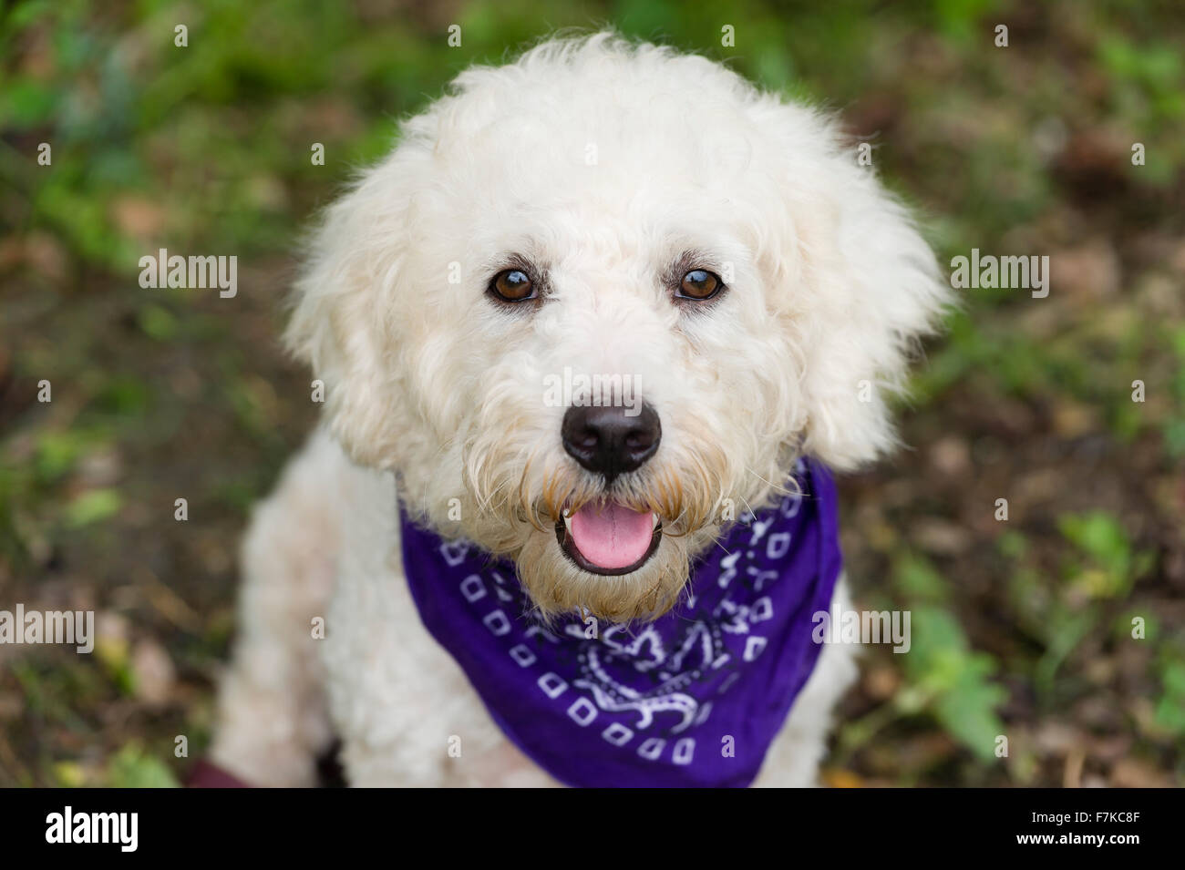 What Dogs Have A Purple Tongue