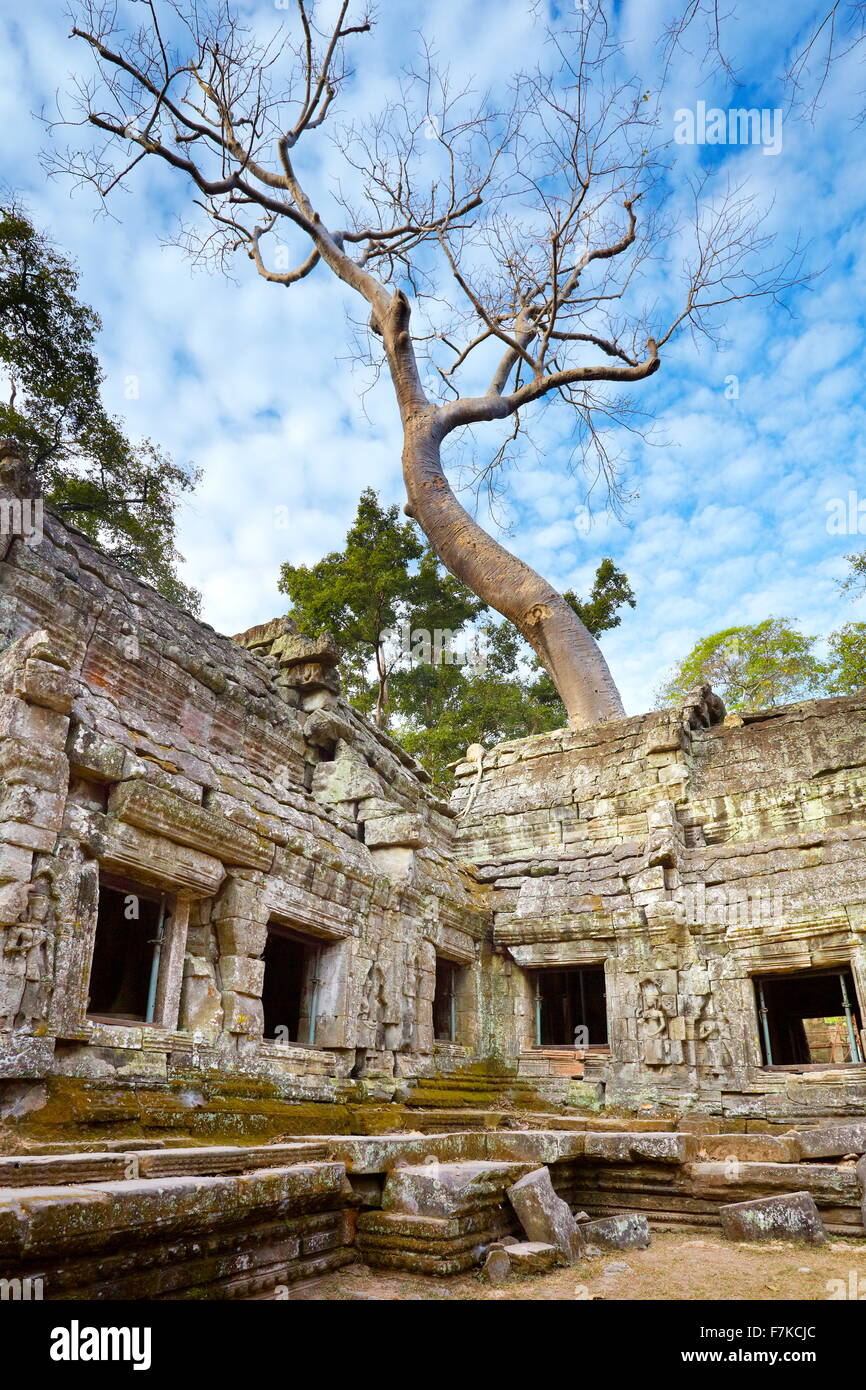 Ruins of Ta Prohm Temple, Angkor, Cambodia, Asia Stock Photo - Alamy