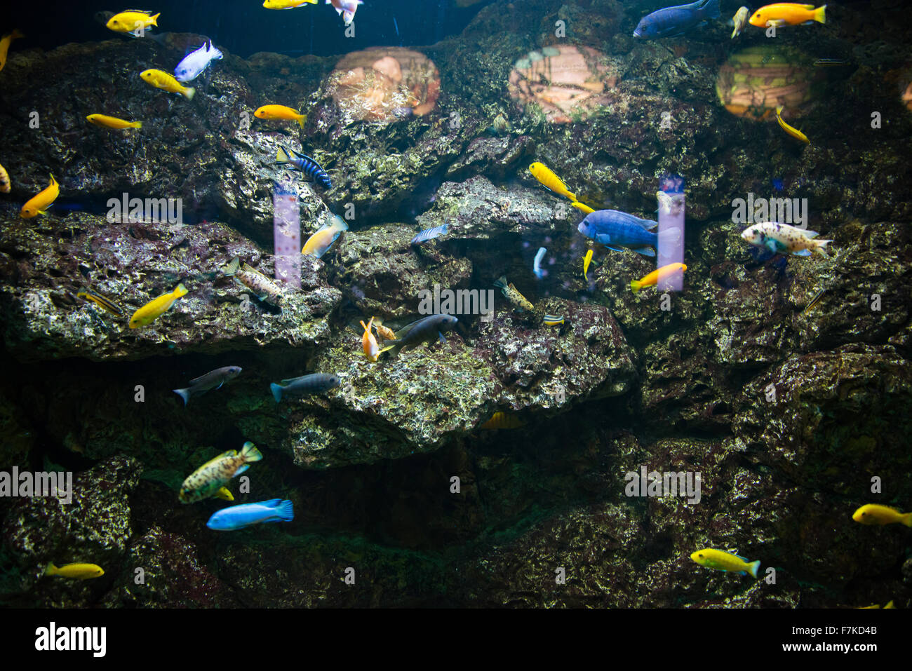 Tropical fish under the water Stock Photo - Alamy