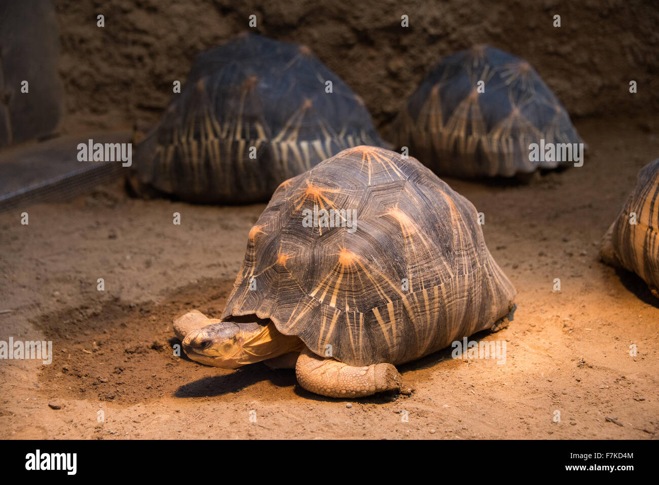 Turtle walking slowly across the field Stock Photo - Alamy