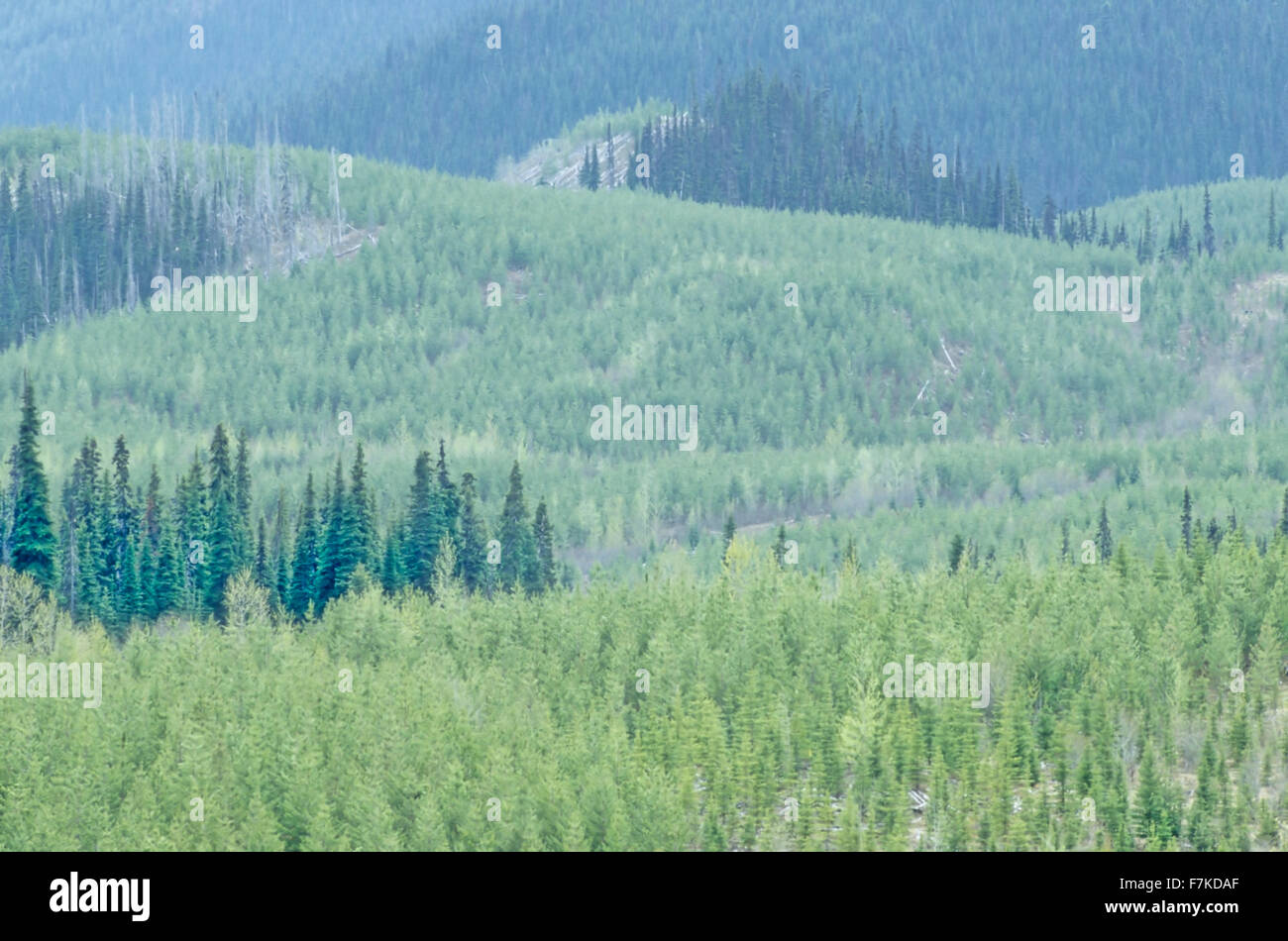 Reforested cutblock, near Chapman Lake, Smithers, BC Stock Photo - Alamy