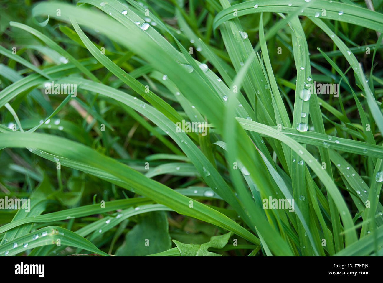 Green grass with rain drops Stock Photo - Alamy