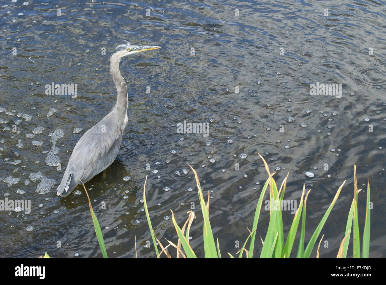 Grey heron looking for fish in a shallow water field Stock Photo - Alamy