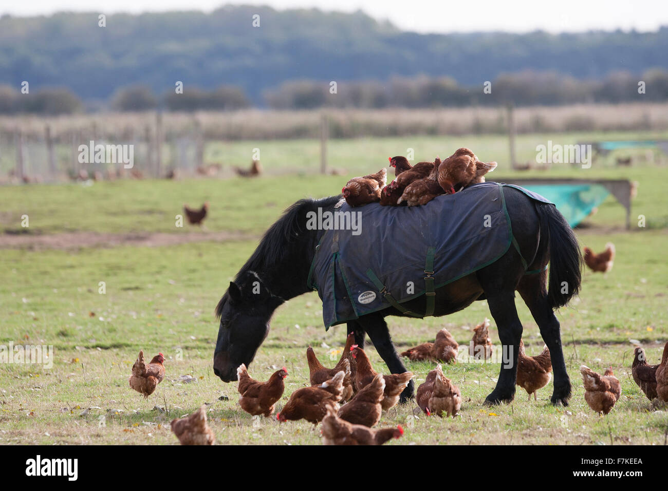 Chickens riding on a pony Stock Photo - Alamy