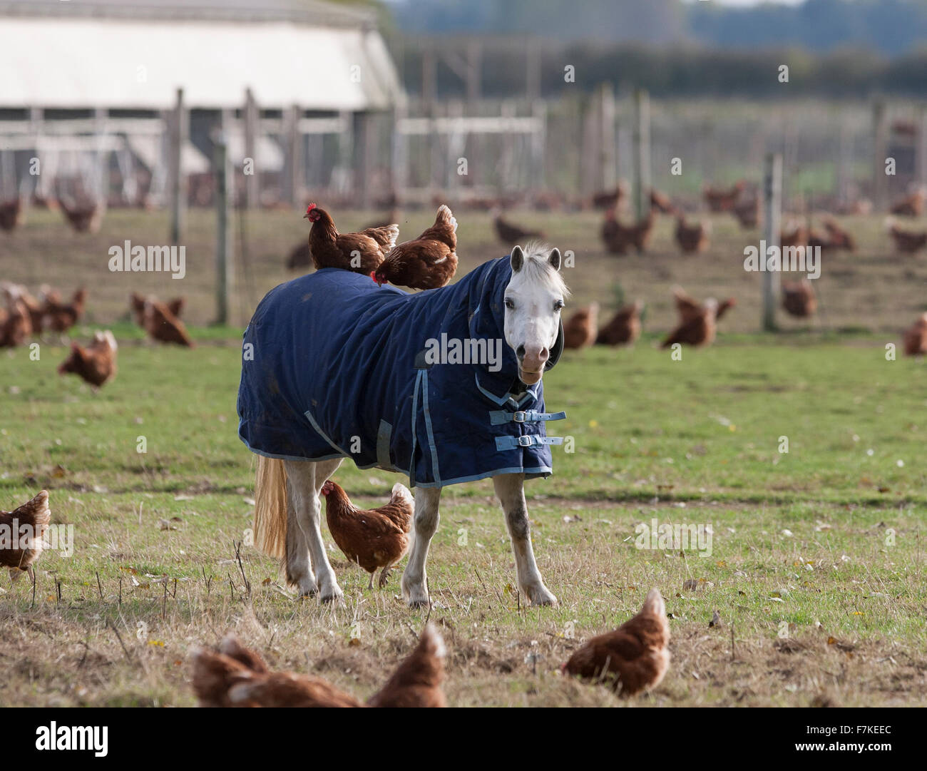 Chickens on pony hi-res stock photography and images - Alamy