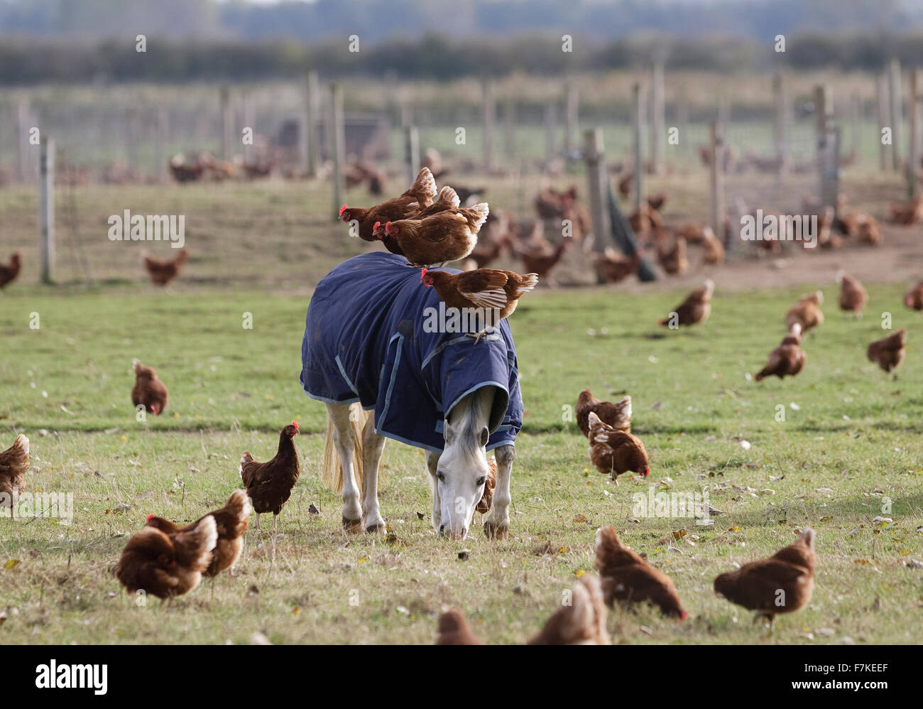 Chickens riding on a pony Stock Photo - Alamy
