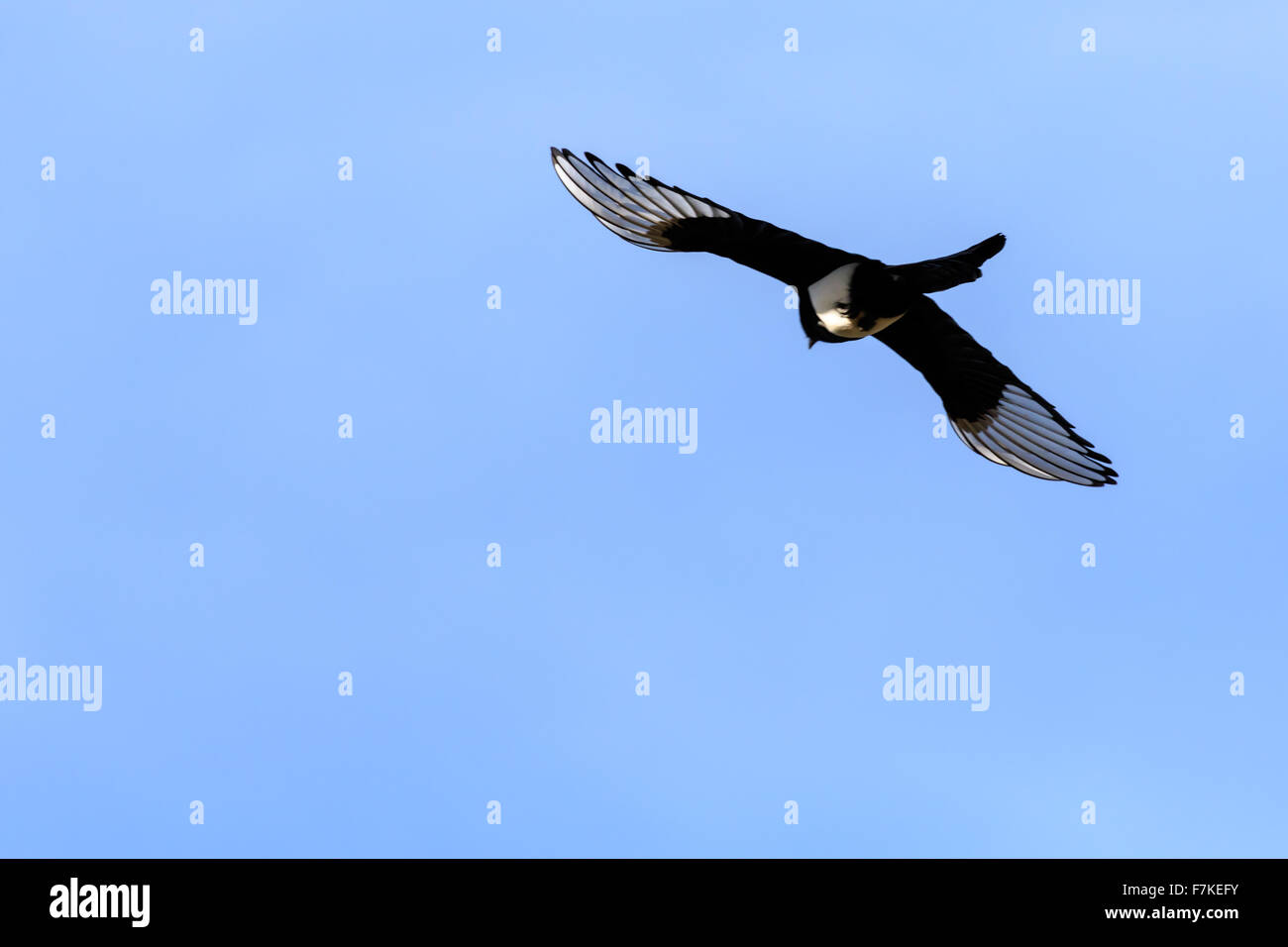 A magpie in flight near Taos, New Mexico Stock Photo - Alamy