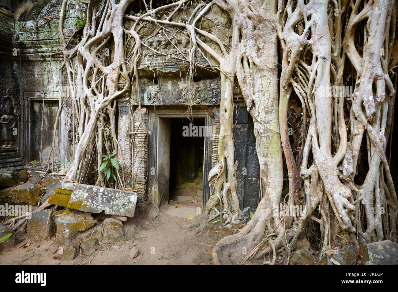 Ta Prohm Temple, Angkor, Cambodia, Asia Stock Photo - Alamy