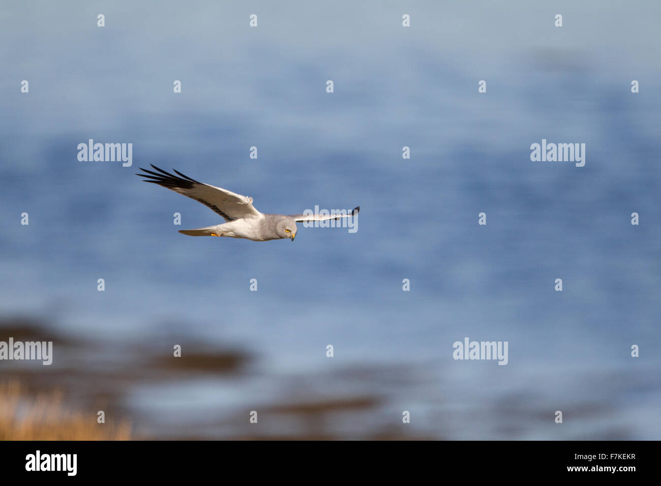 male Hen Harrier in flight Stock Photo - Alamy