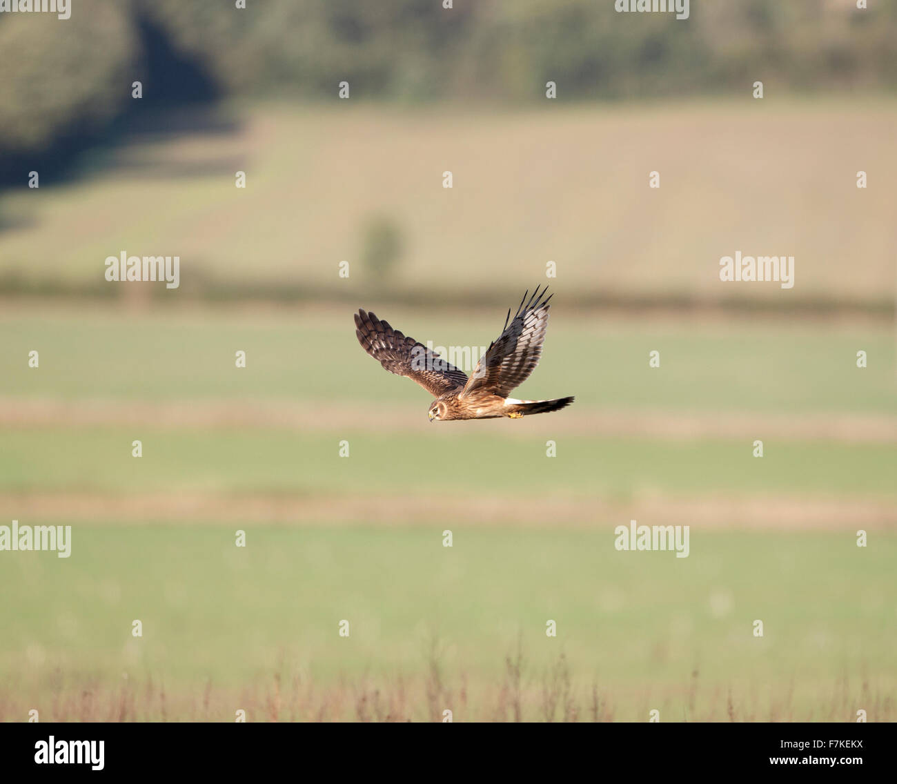 juvenile male Hen Harrier in flight over rough field Stock Photo - Alamy