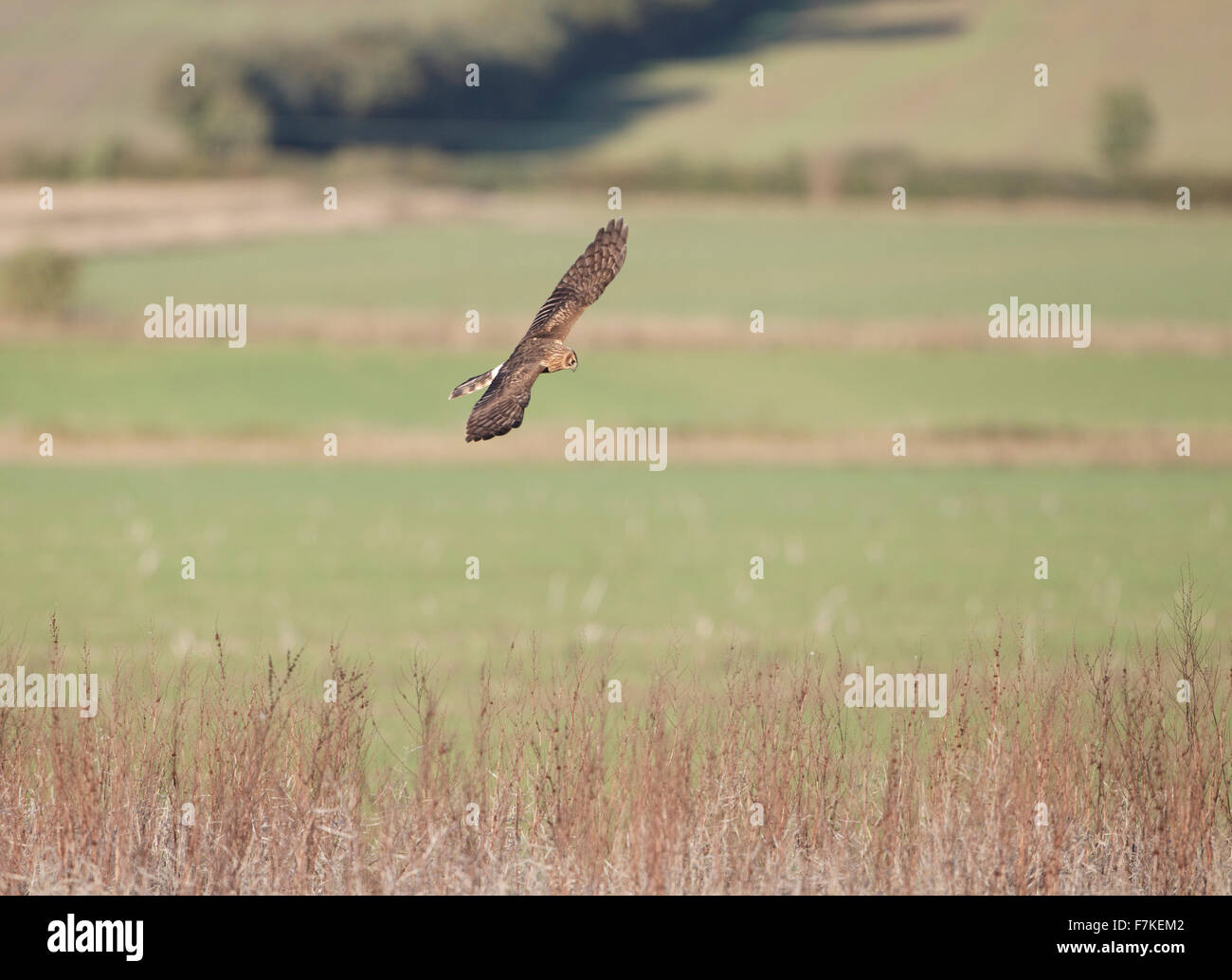 juvenile male Hen Harrier in flight over rough field Stock Photo - Alamy