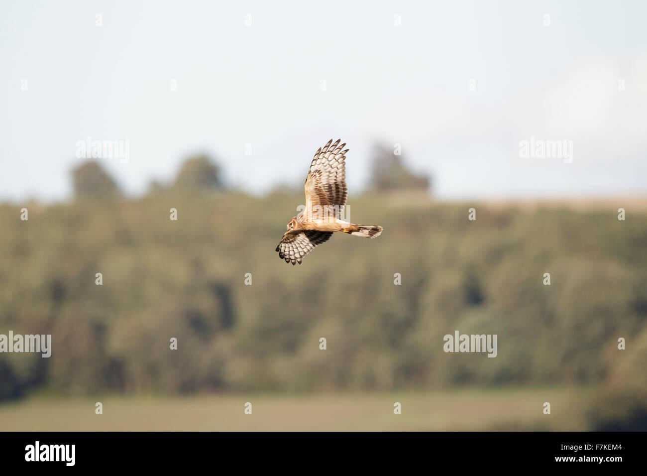Hen Harrier In Flight High Resolution Stock Photography and Images - Alamy
