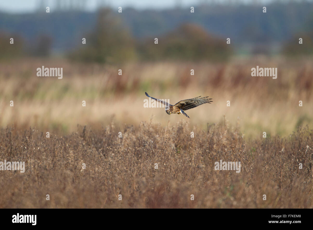juvenile male Hen Harrier in flight over rough field Stock Photo - Alamy