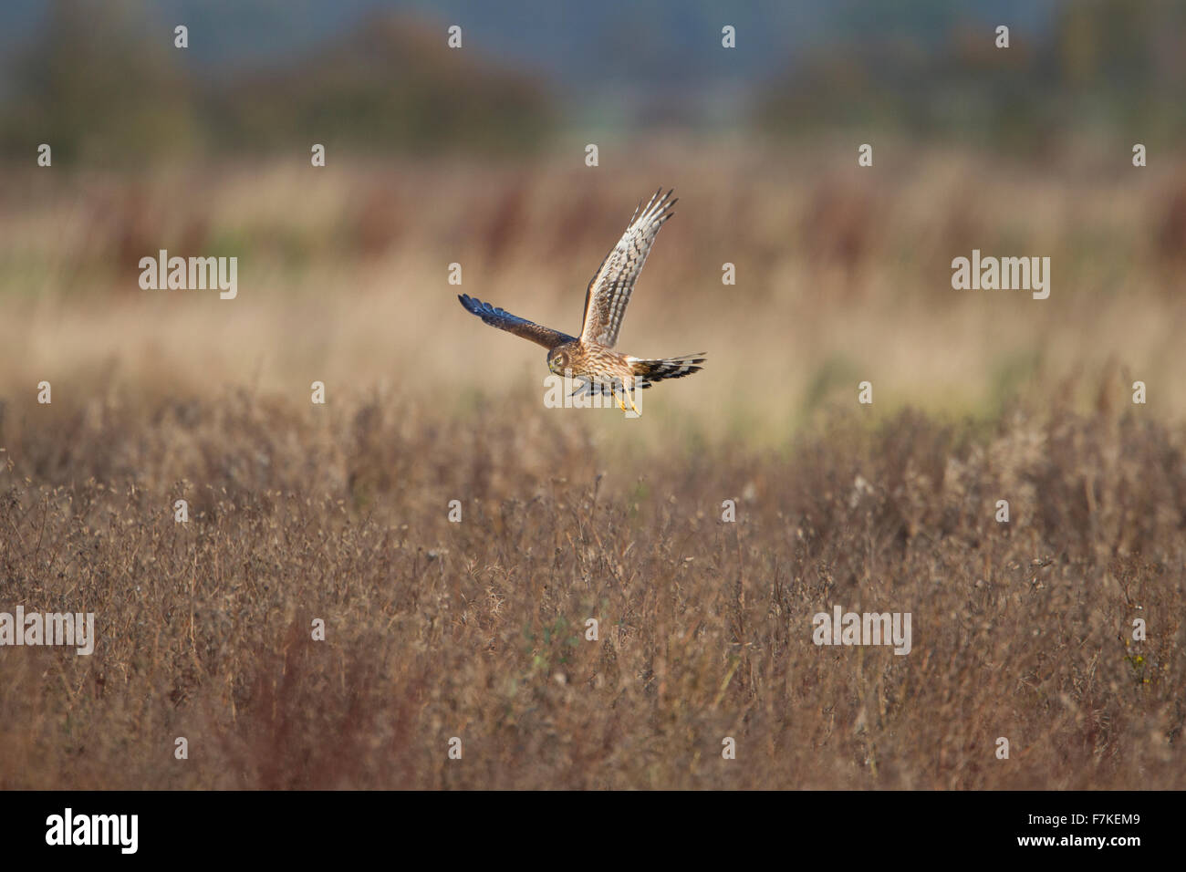 Male hen harrier hi-res stock photography and images - Alamy