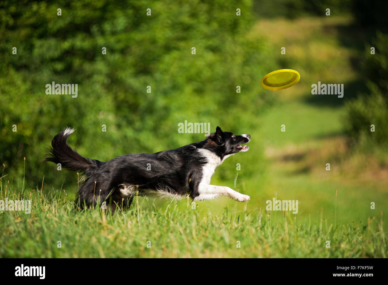 How To Train Border Collie To Catch Frisbee