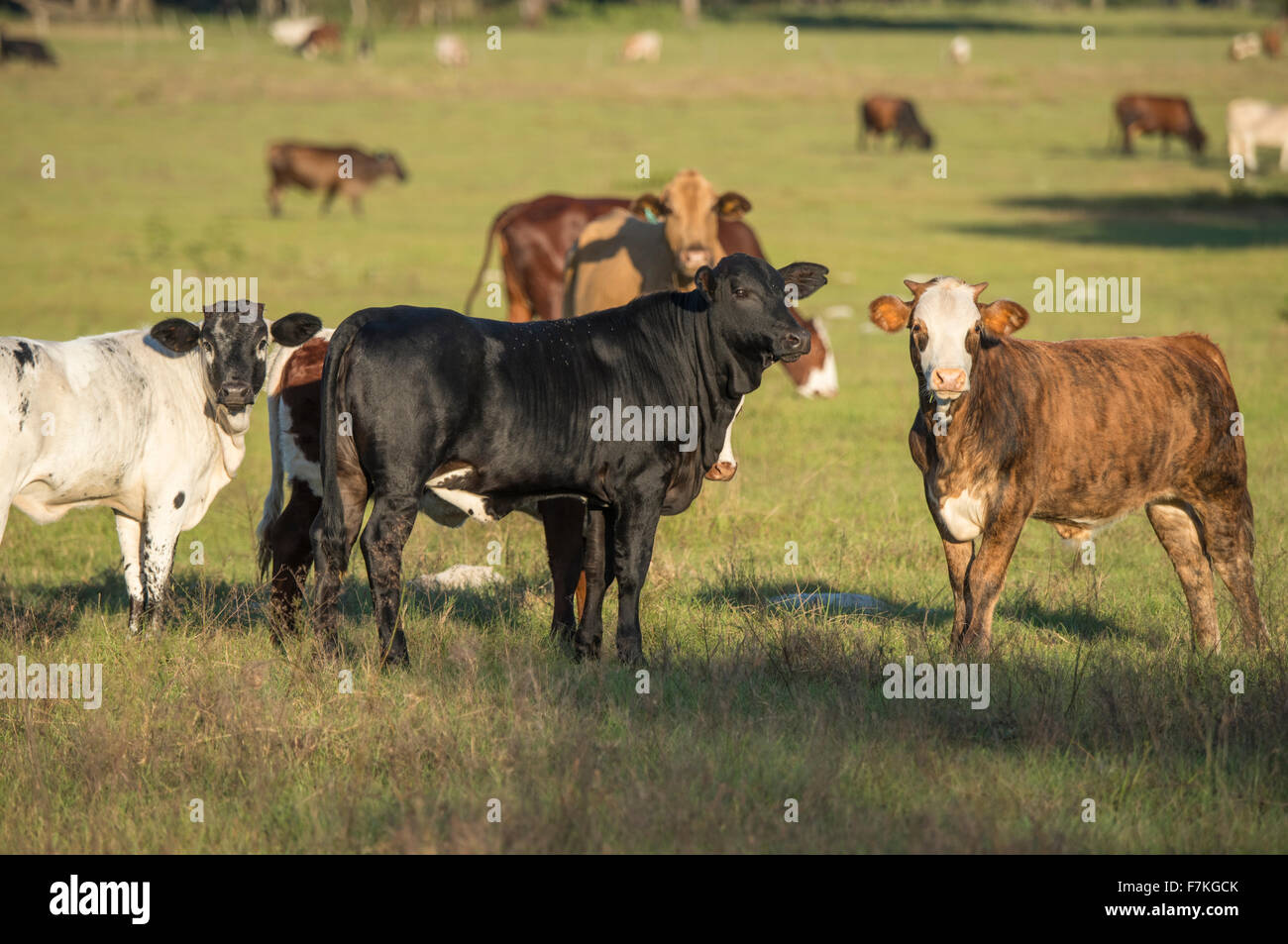Cows in pasture Stock Photo - Alamy