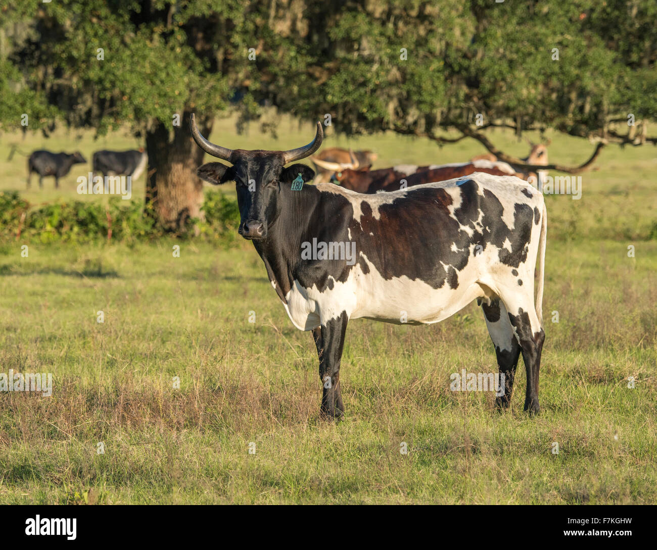 Cattle cows hi-res stock photography and images - Alamy