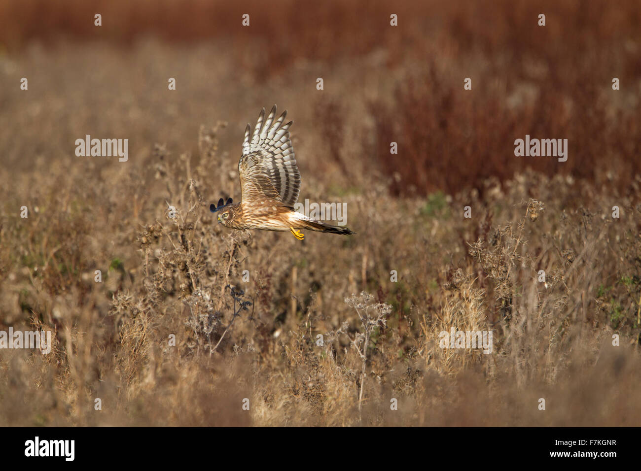Hen harrier in flight hi-res stock photography and images - Alamy