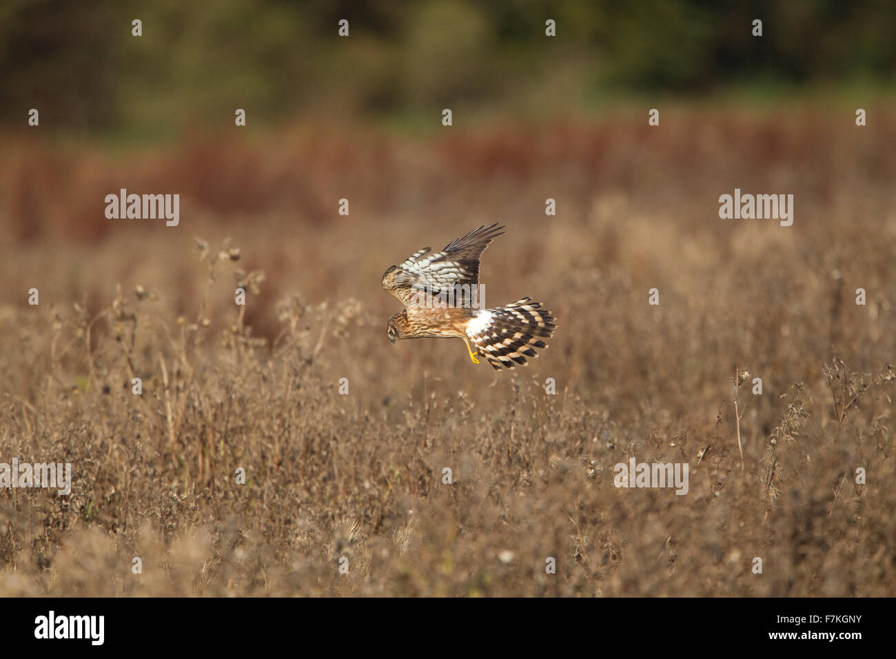 juvenile male Hen Harrier over rough field Stock Photo - Alamy