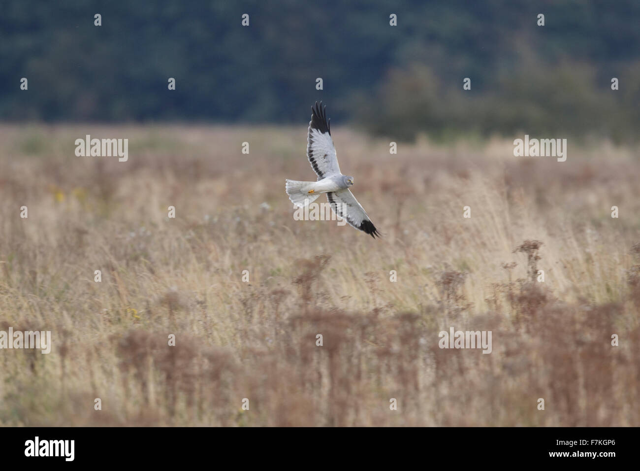 Rough Vegetation High Resolution Stock Photography and Images - Alamy