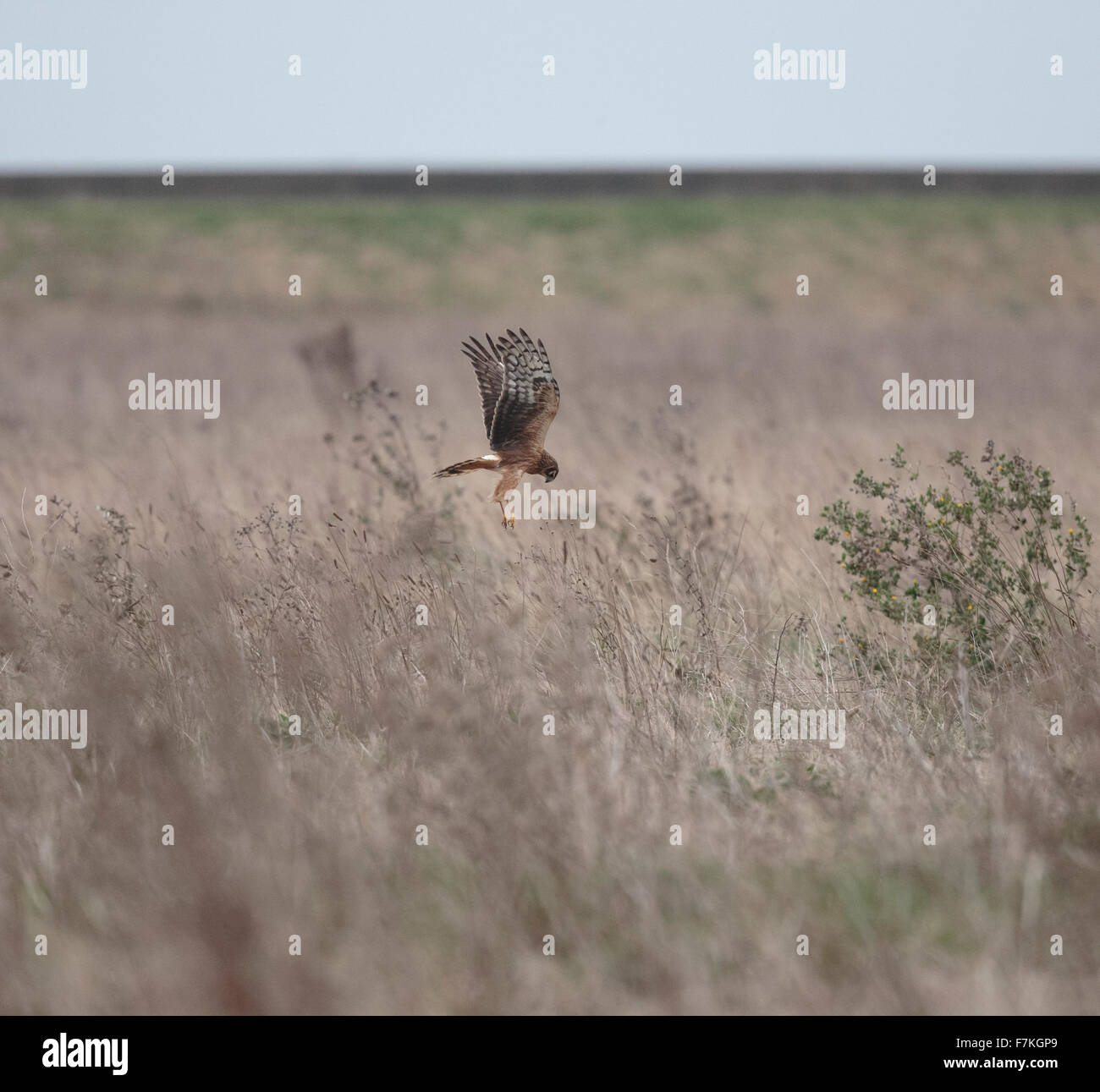 Hen Harrier hunting over rough grass Stock Photo - Alamy