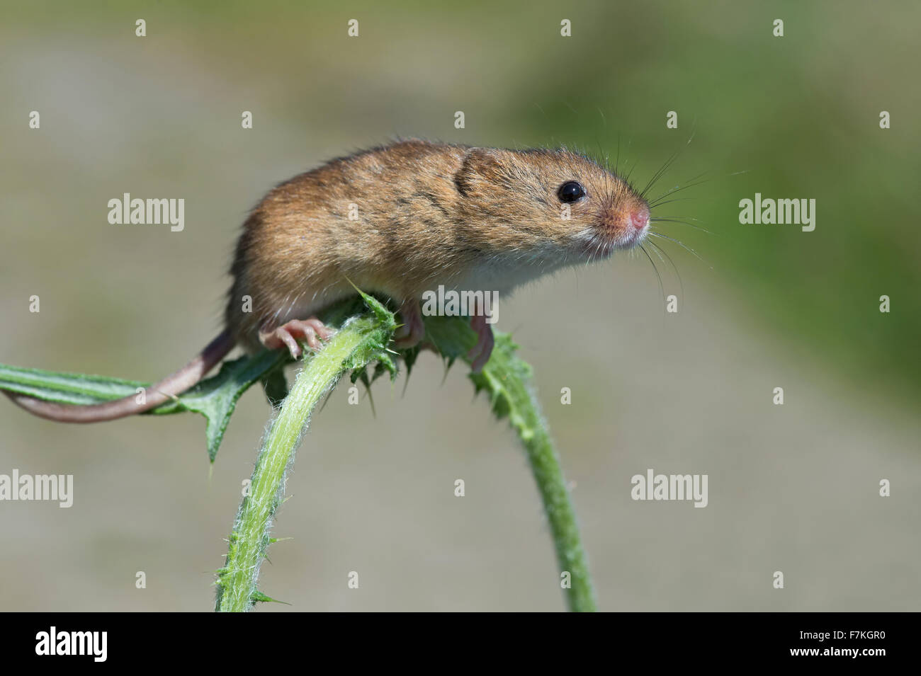 Micromys minutus hi-res stock photography and images - Alamy